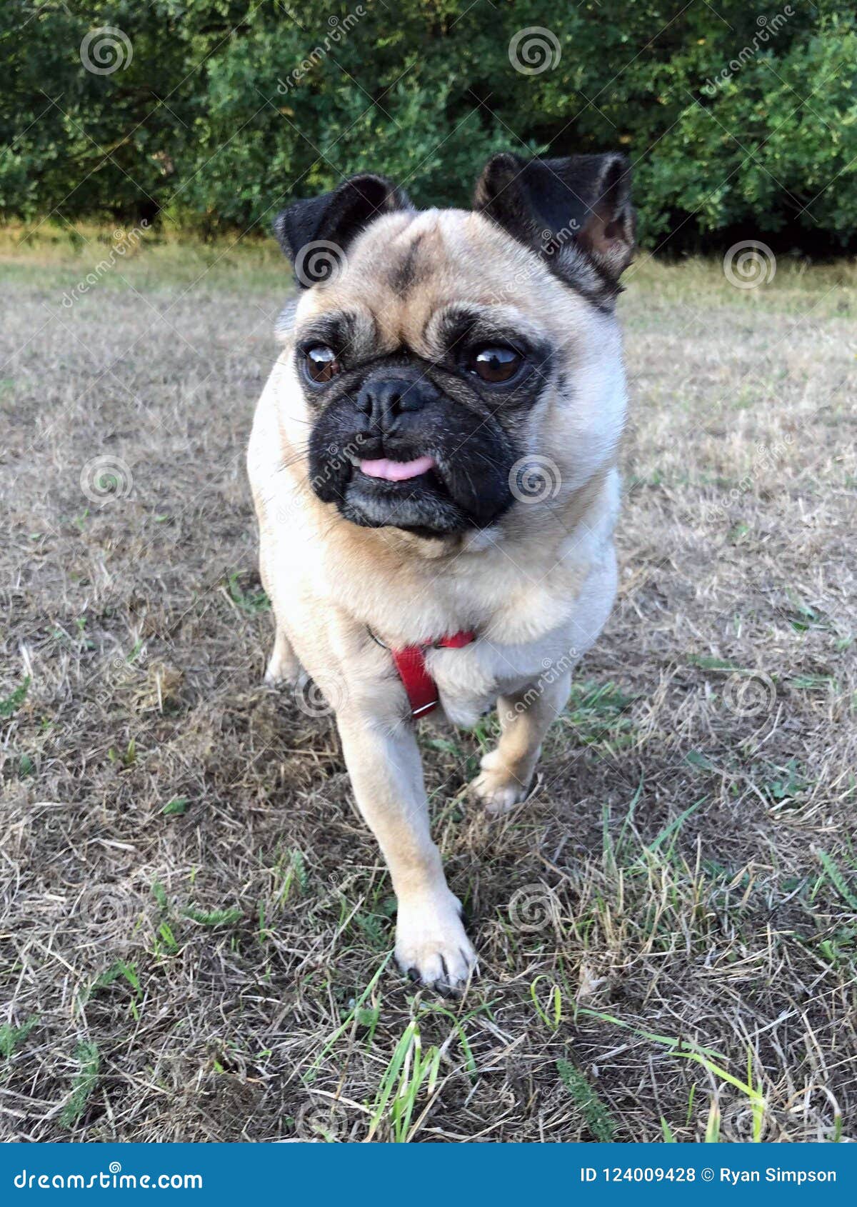 Pug Cross Dog Standing on Grass Stock Photo - Image of laying, love ...