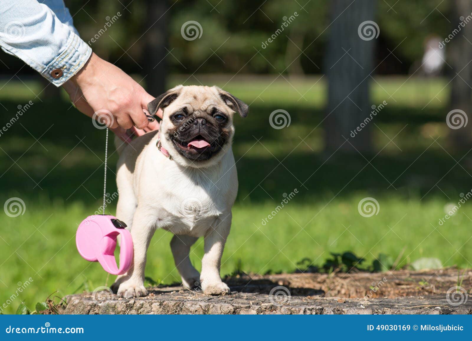 Pug stock image. Image of outdoor, looking, barking, domestic - 49030169