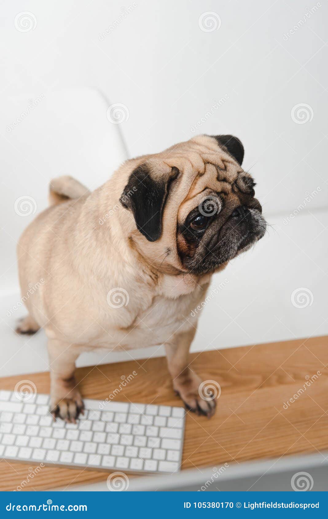 Pug stock photo. Image of career, canine, table, business - 105380170
