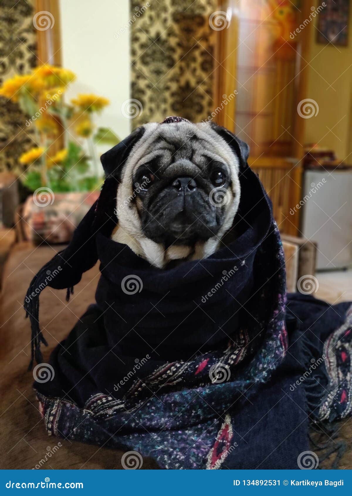 Pug stock image. Image of feeling, cold, cute - 134892531