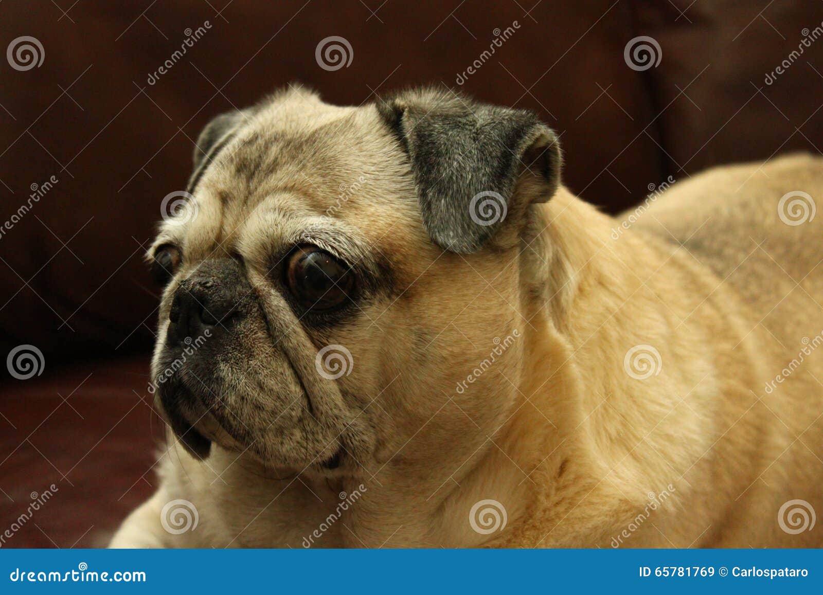 Pug stock image. Image of love, shedding, cute, family - 65781769