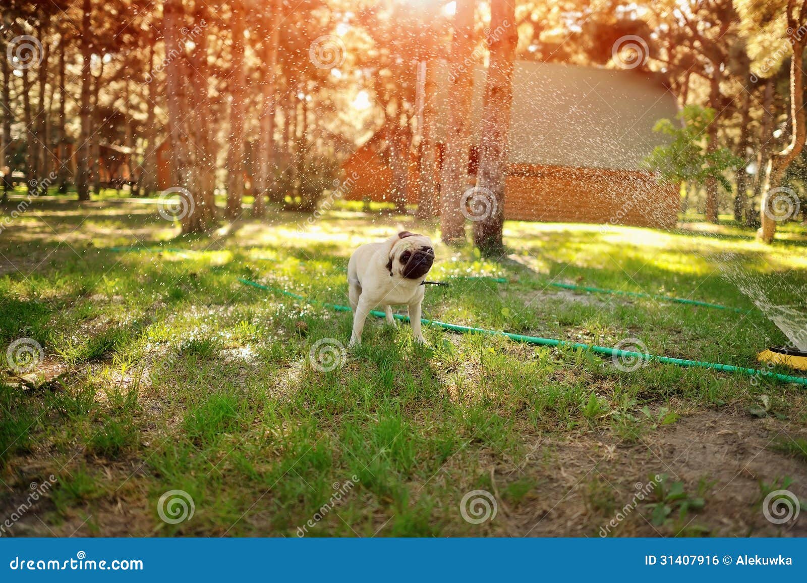 Pug da raça do cão foto de stock. Imagem de bege, jogo - 31407916