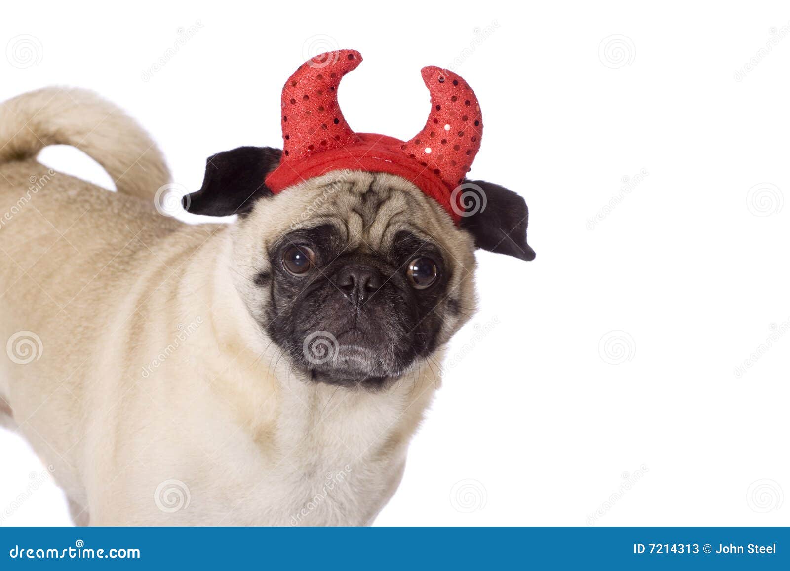 Pug devil dog stock image. Image of background, horns - 7214313
