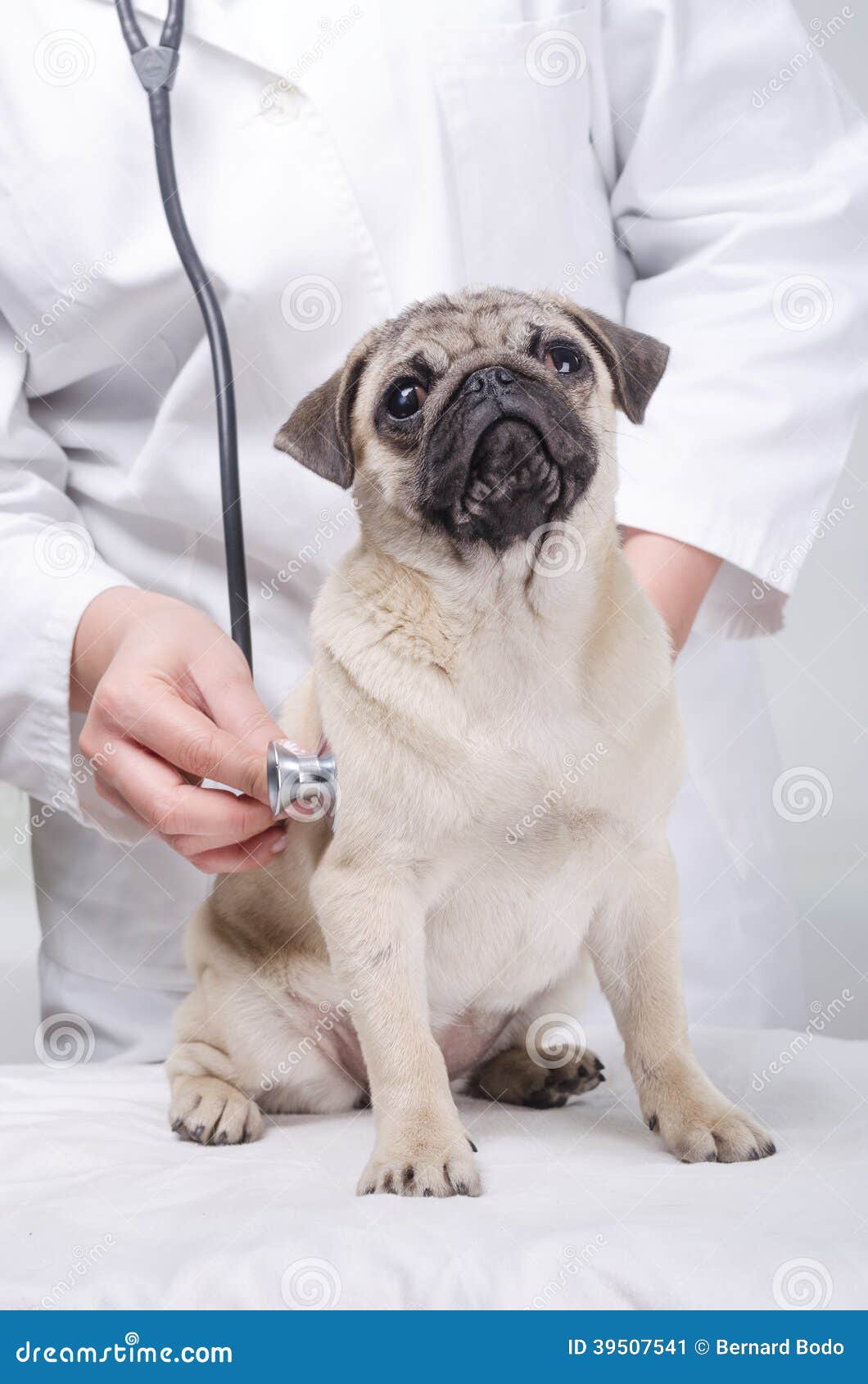 Pug at the Doctor stock image. Image of horizontal, healthcare - 39507541