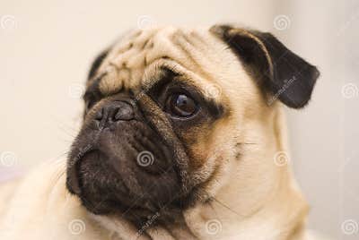 Pug dog stock photo. Image of nose, canine, doggy, animal - 13232404