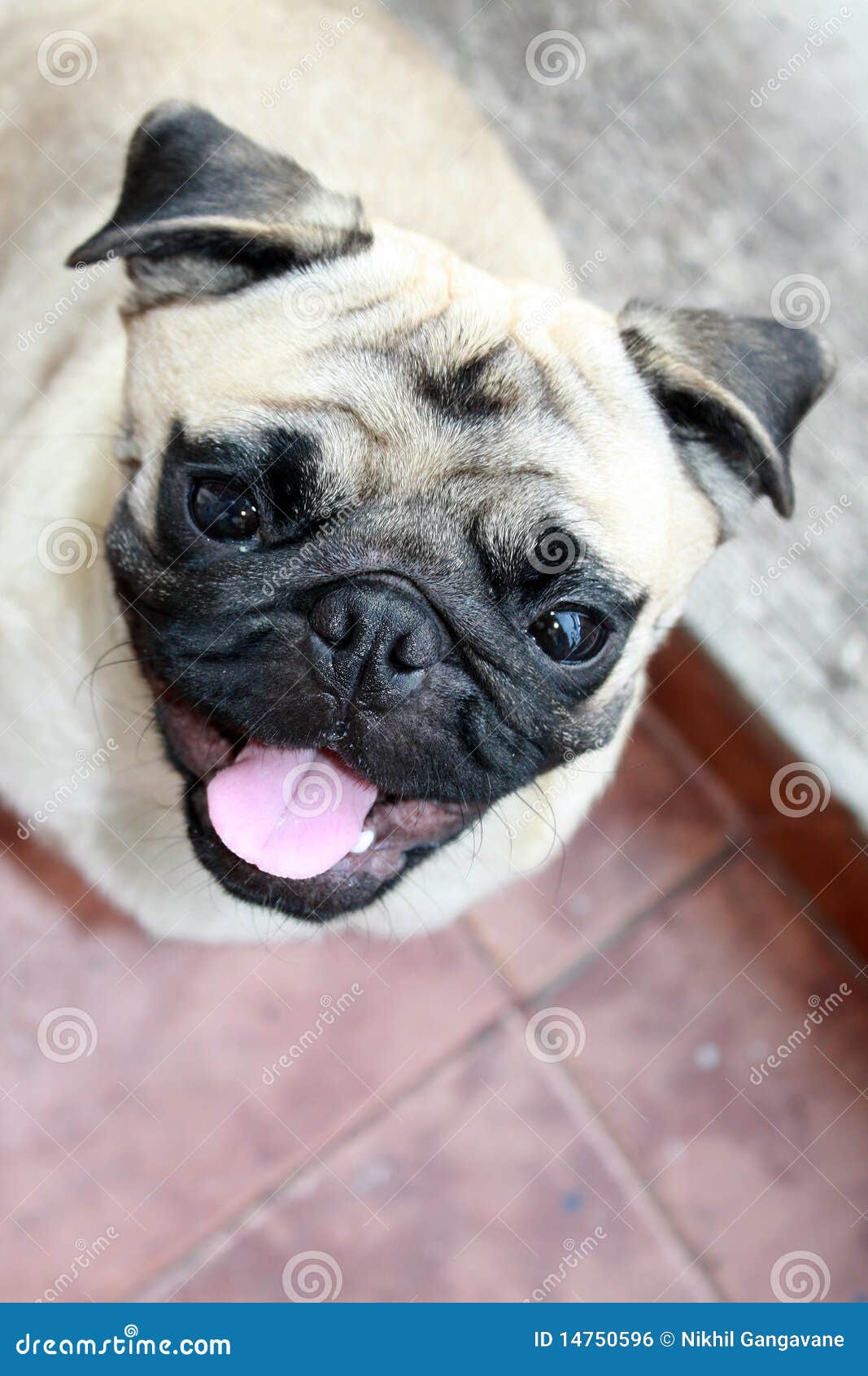 Pug Dog stock photo. Image of looking, staring, breed - 14750596