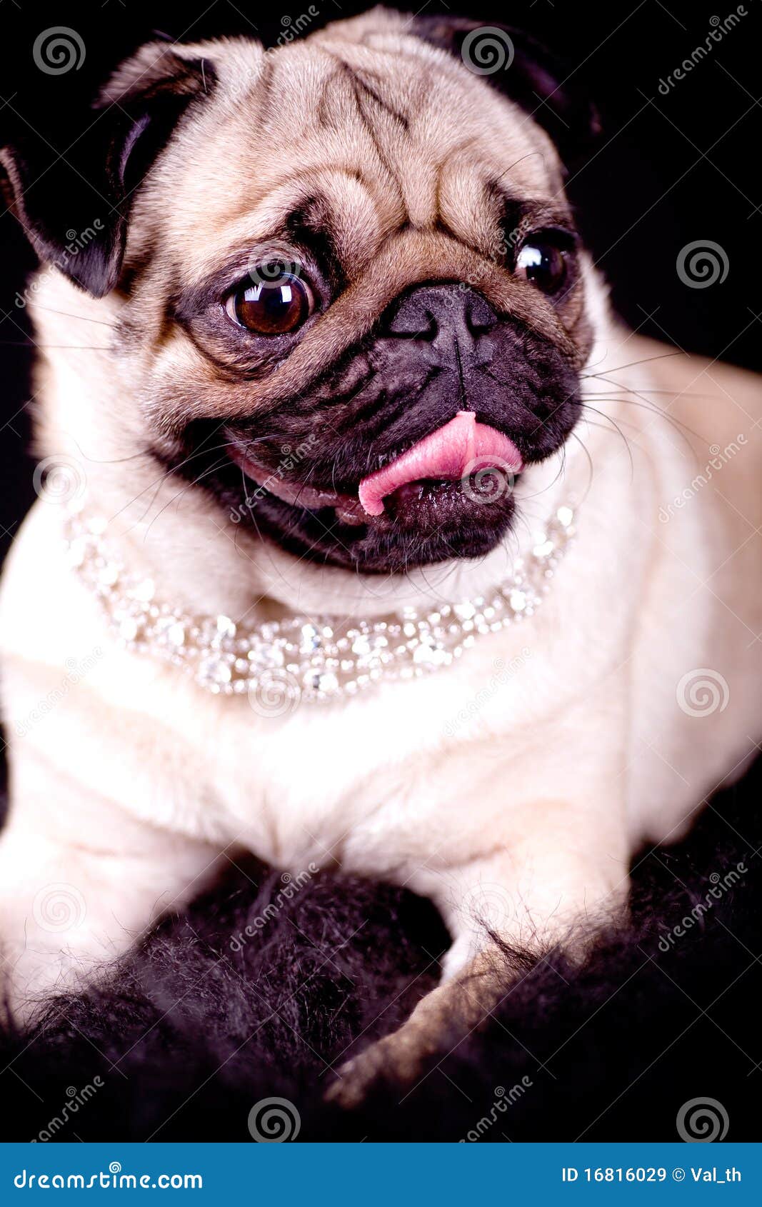 Pug dog stock image. Image of cute, fluffy, pets, chinese - 16816029