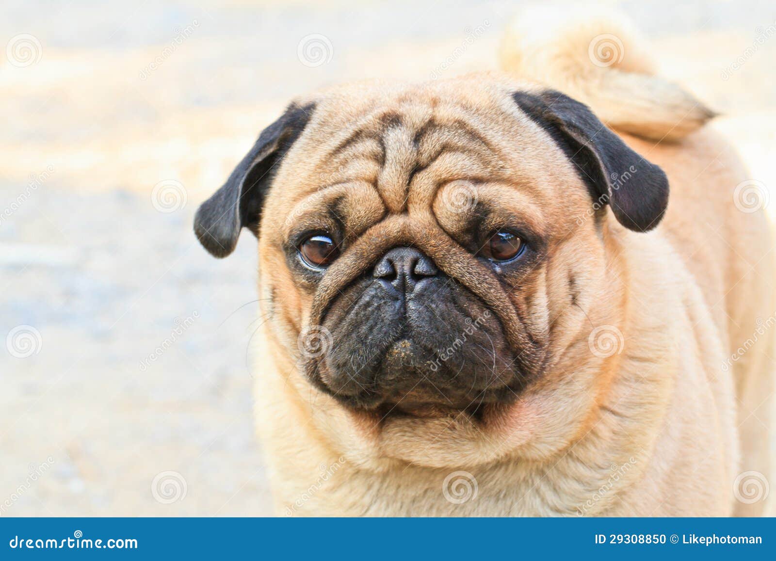 Pug dog stock photo. Image of breed, mammal, snout, canine - 29308850