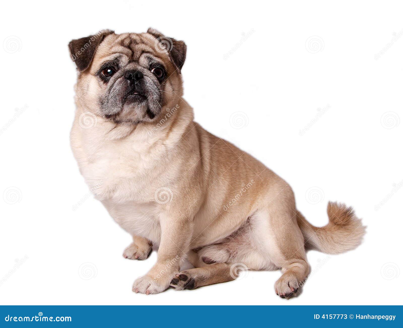 Pug dog stock image. Image of lovely, breed, face, portrait - 4157773