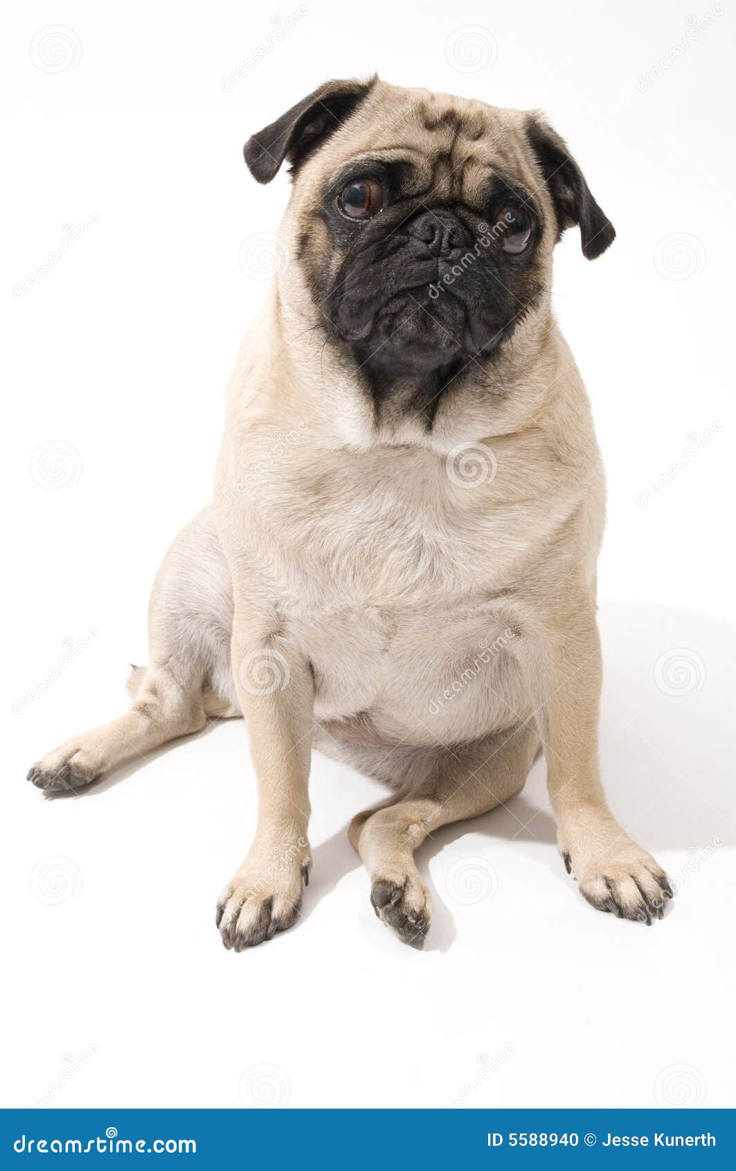 Pug dog stock photo. Image of mammal, canine, healthy - 5588940