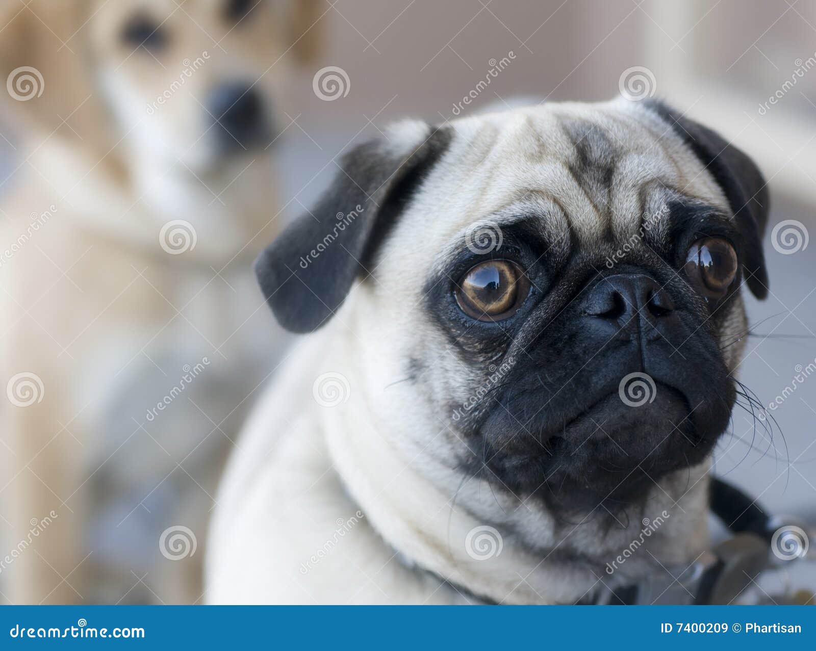 Pug Dog stock image. Image of maintain, lead, puppy, tough - 7400209
