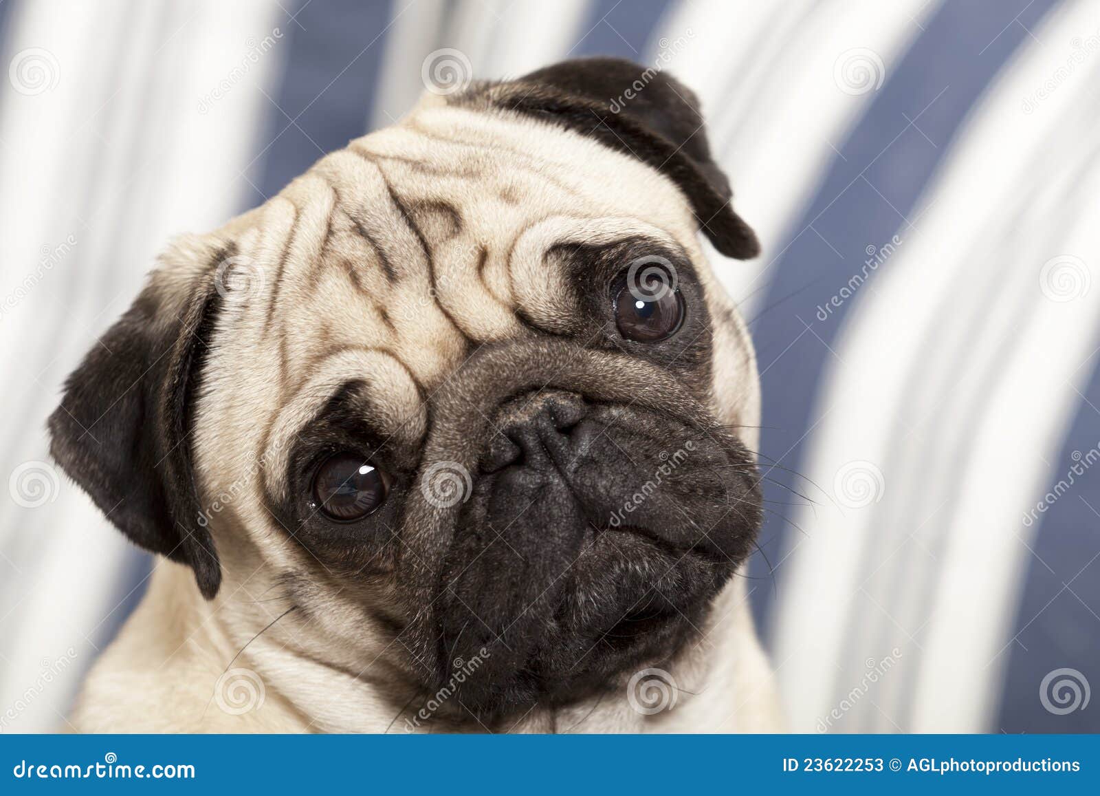 Pug Dog Adorable Expression Stock Image - Image of hound, mutt: 23622253