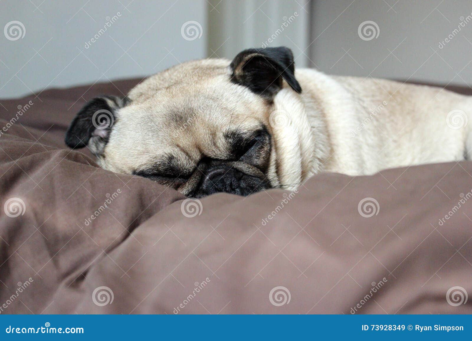 Pug dog asleep on bed stock image. Image of hair, beige - 73928349