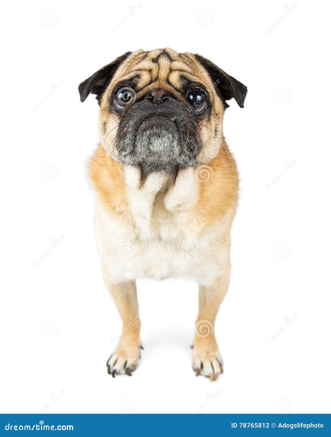 Pug Dog Attentive Expression Standing Looking Forward Stock Photo ...