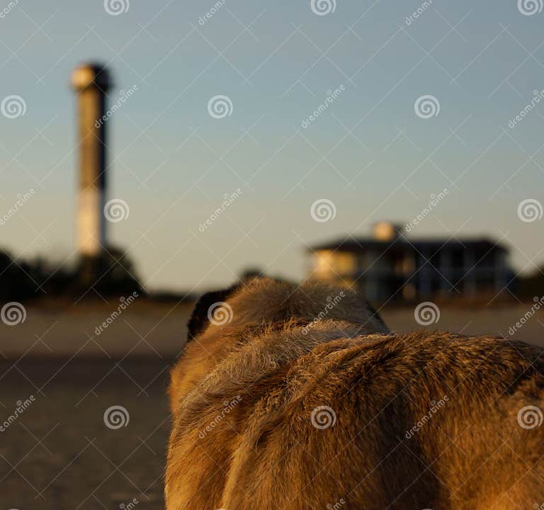 Pug Dog in Background of Lighthouse Stock Image - Image of mammal ...