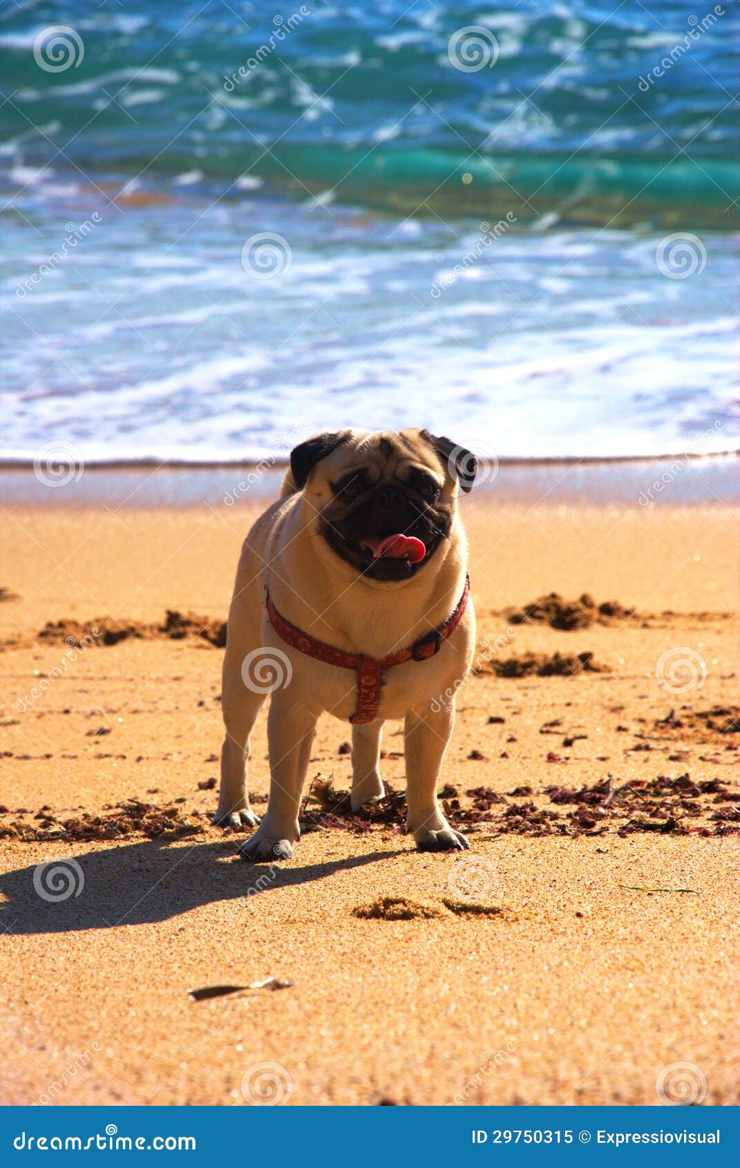 Pug dog in a beach stock image. Image of puppy, purebred - 29750315