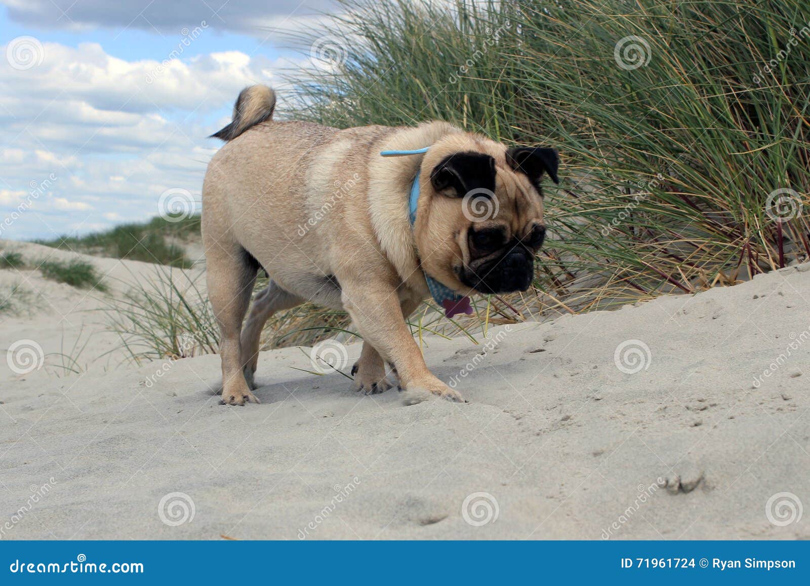 Pug Dog on a Beach Exploring Stock Photo - Image of cute, beach: 71961724