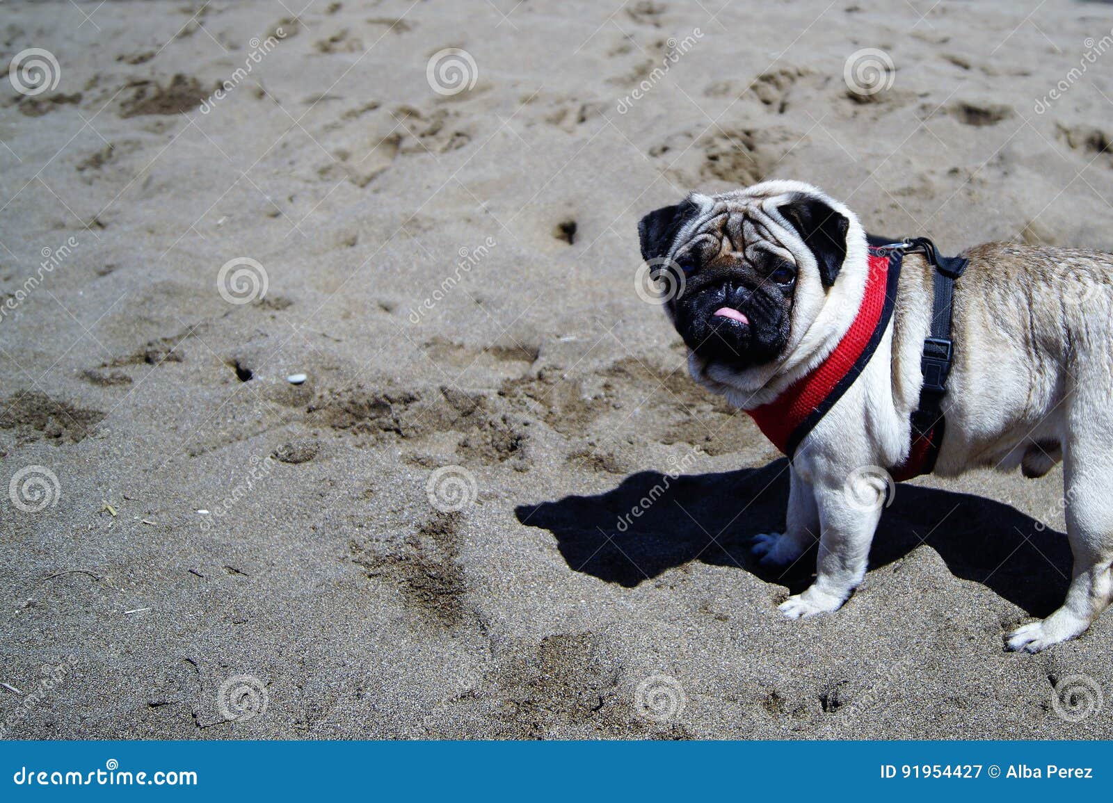 Pug dog on the beach stock image. Image of landscape - 91954427
