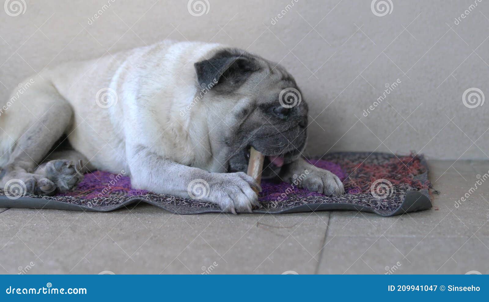 Pug Dog Biting and Chewing a Bone. Stock Video - Video of errgt ...