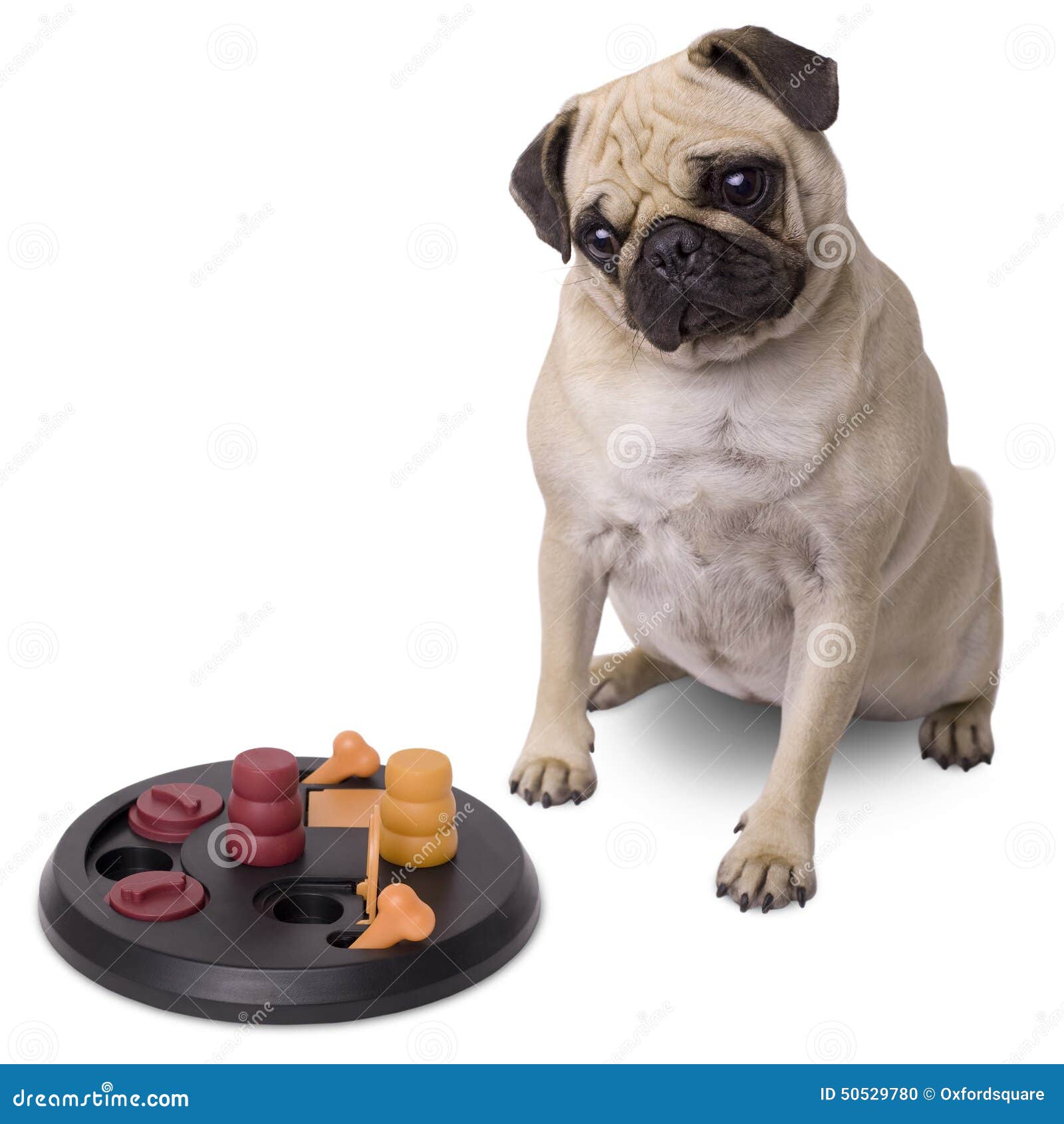 Pug dog with brain game stock photo. Image of tongue - 50529780