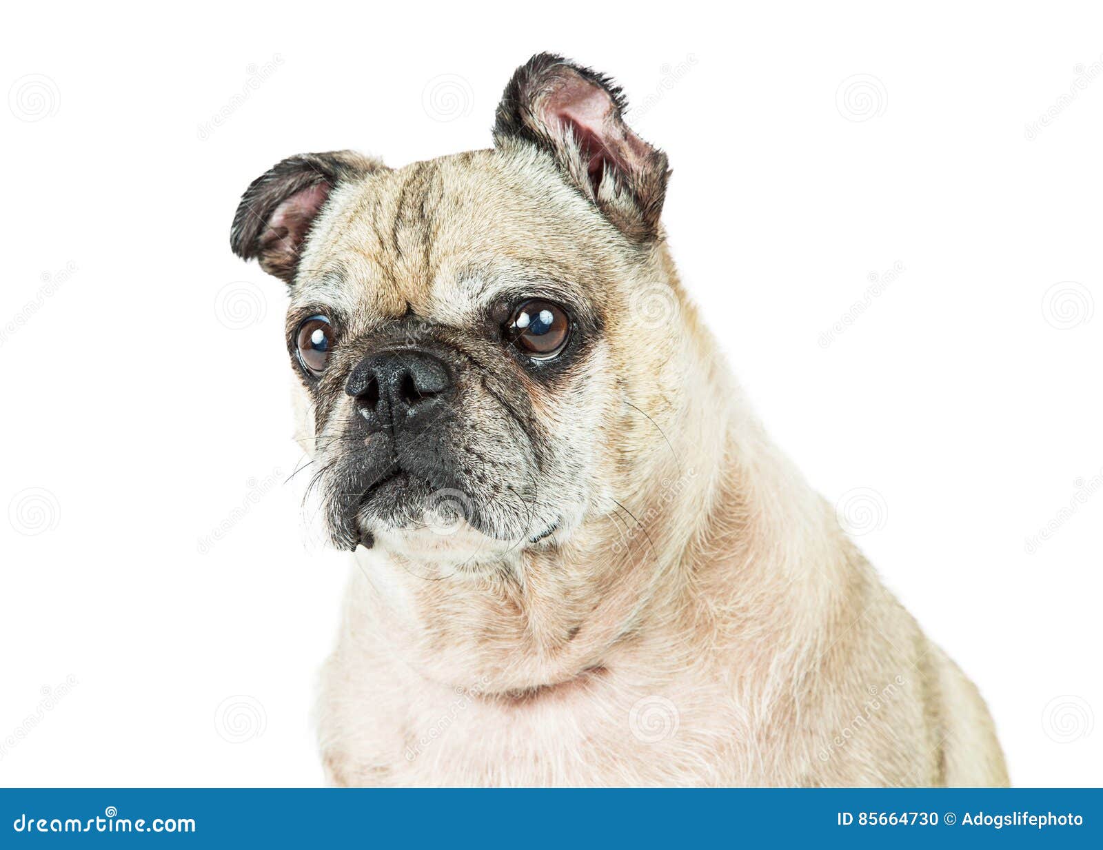 Pug Dog Closeup Looking Side Stock Photo - Image of animal, small: 85664730