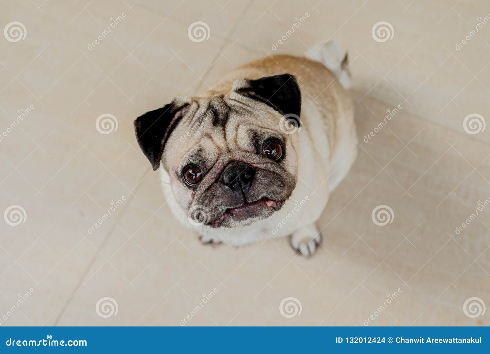 Pug dog are confusing stock photo. Image of small, agility - 132012424