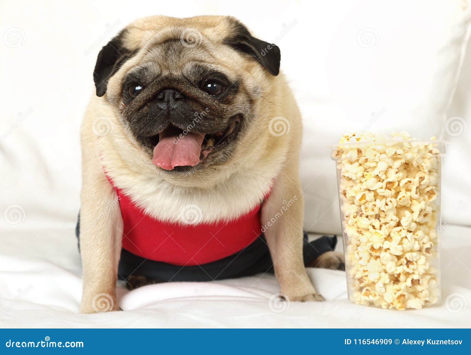 Pug Dog with a Cup of Popcorn Stock Image - Image of breed, canine ...