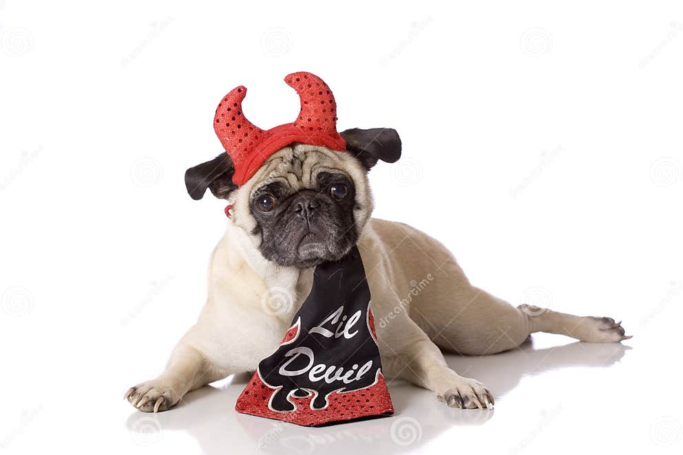 Pug dog in devil costume stock image. Image of wrinkles - 7214247