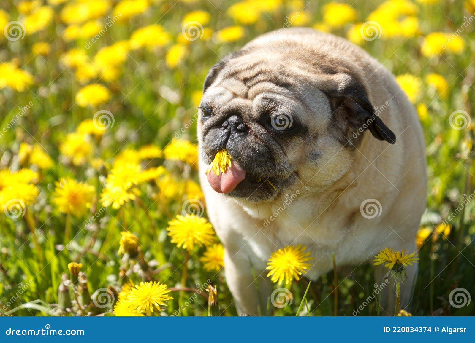 Pug dog eat dandelion stock photo. Image of outside - 220034374