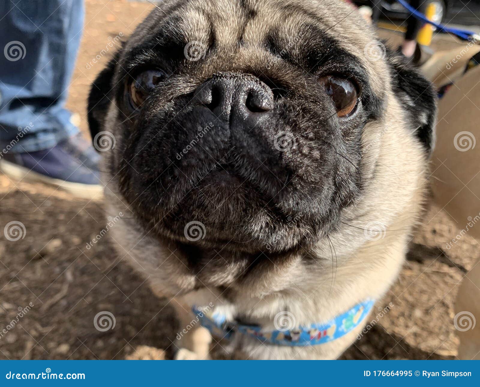 Pug dog face close up stock image. Image of face, male - 176664995