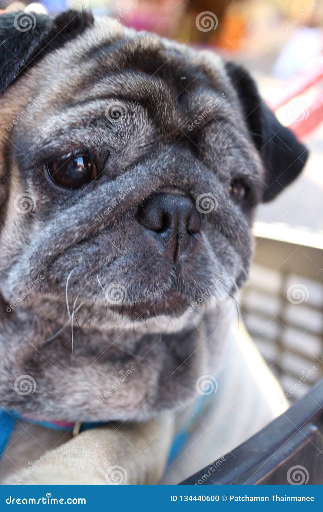 Pug Dog Fat Expression Very Sad Face Stock Photo - Image of face ...