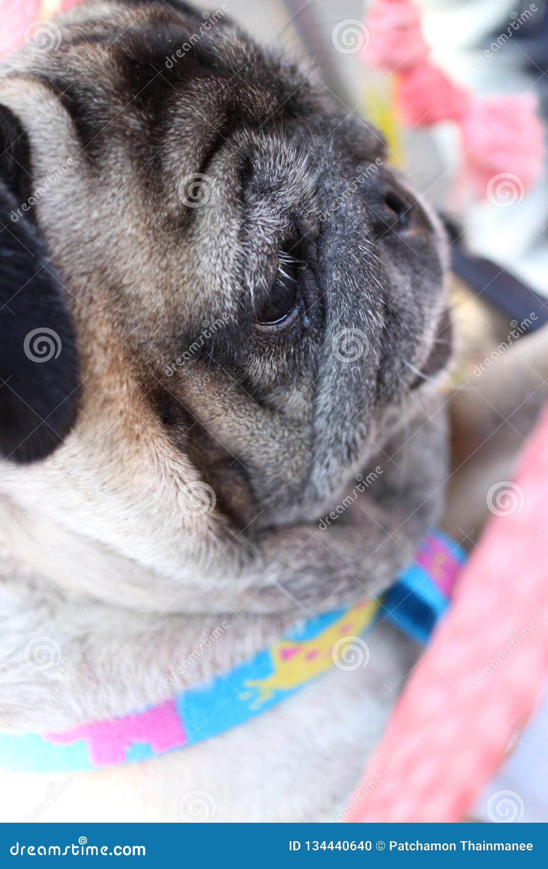 Pug Dog Fat Expression Very Sad Face Stock Photo - Image of face ...