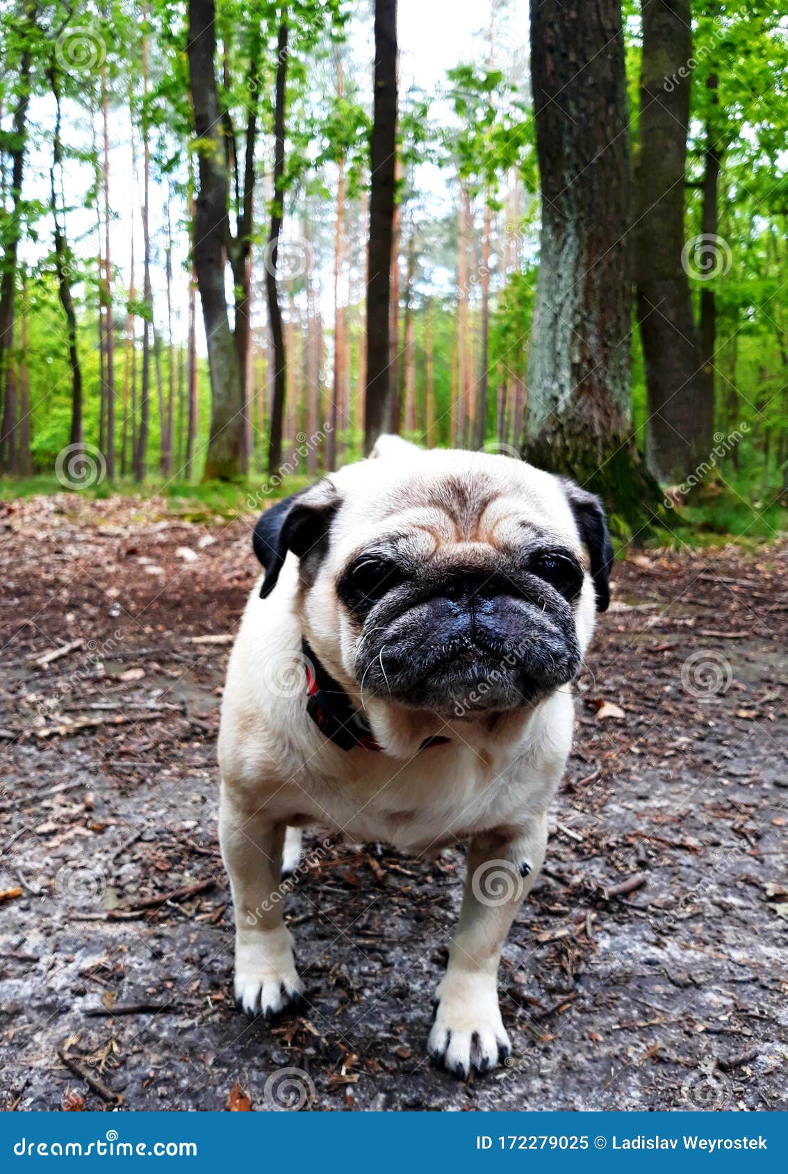 Pug Dog in the Forest 01 stock image. Image of outdoors - 172279025