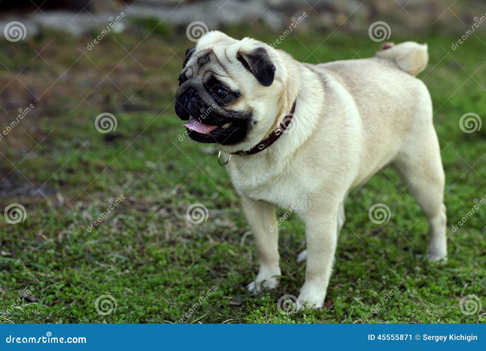 Pug Dog Funny on a Green Grass Stock Image - Image of taking, happy ...