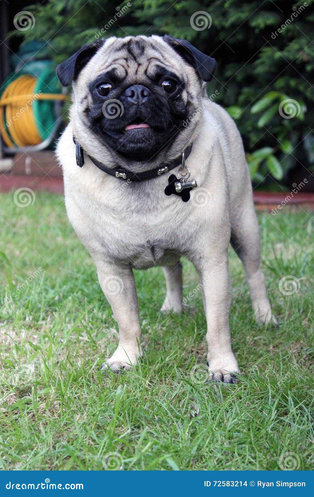 Pug Dog in a garden stock photo. Image of cute, britain - 72583214