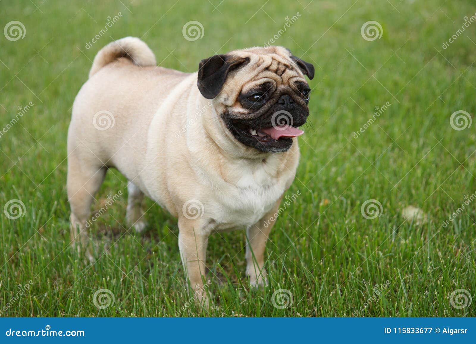 Pug dog in the garden stock image. Image of wrinkly - 115833677