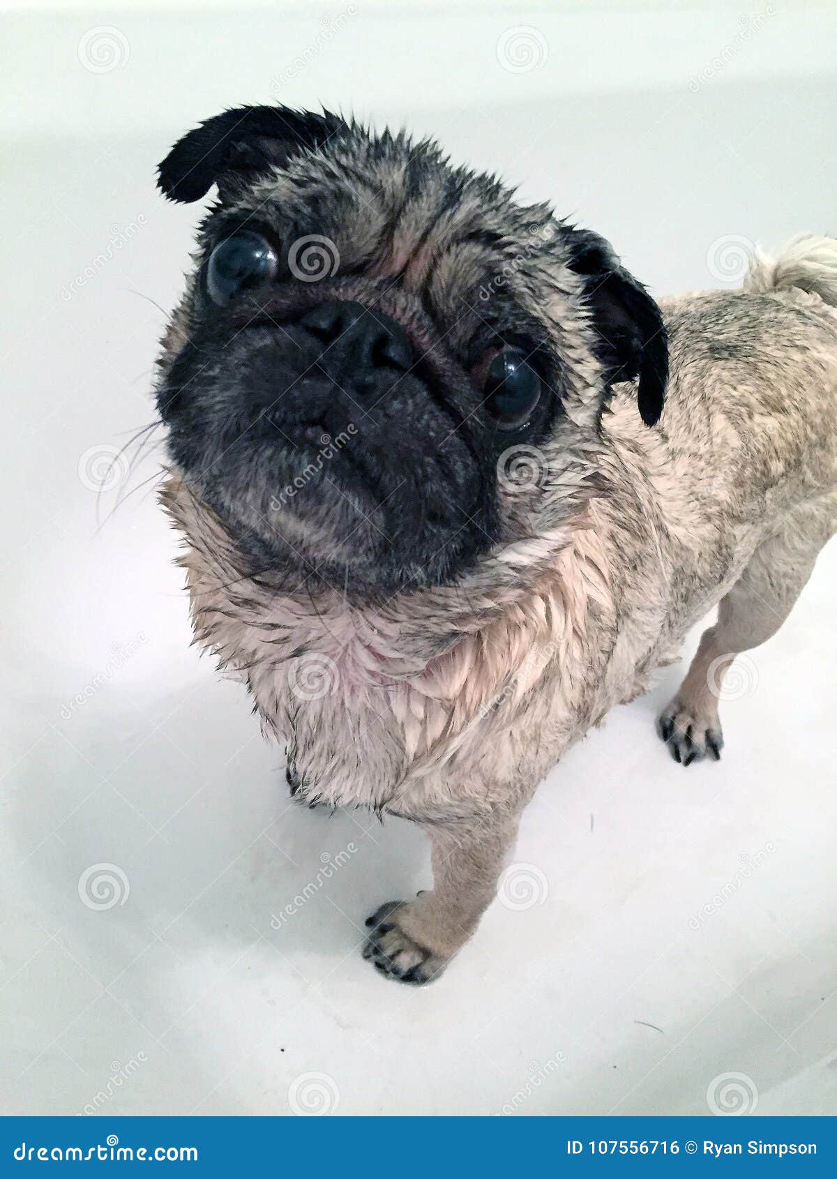 Pug dog having a bath stock photo. Image of sorrow, doggie - 107556716