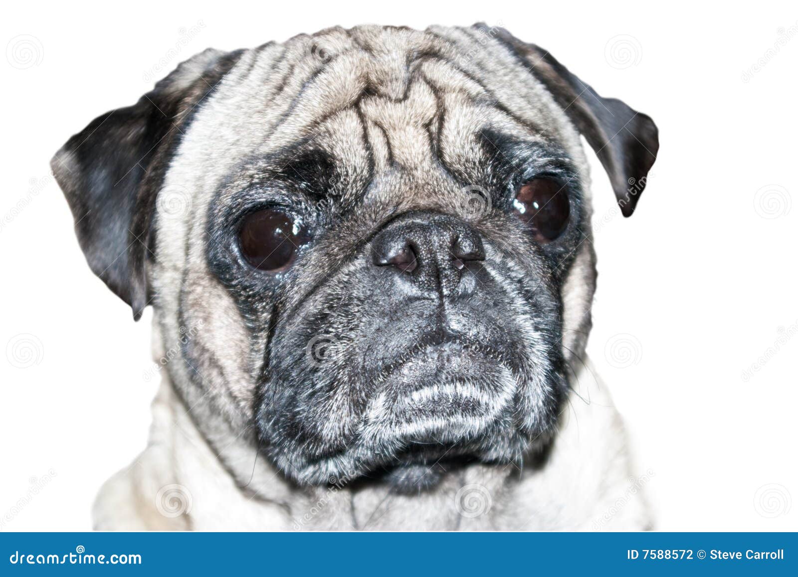 Pug Dog Head Shot stock photo. Image of head, puppy, male - 7588572