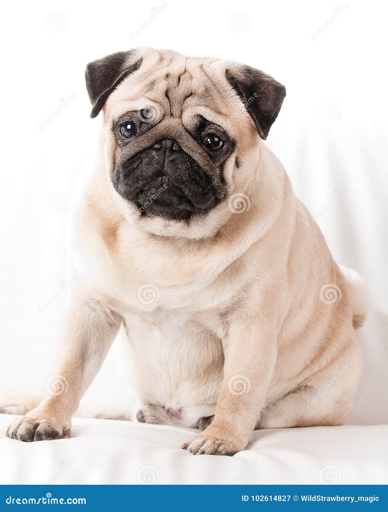 Pug dog isolated stock image. Image of canine, doggy - 102614827