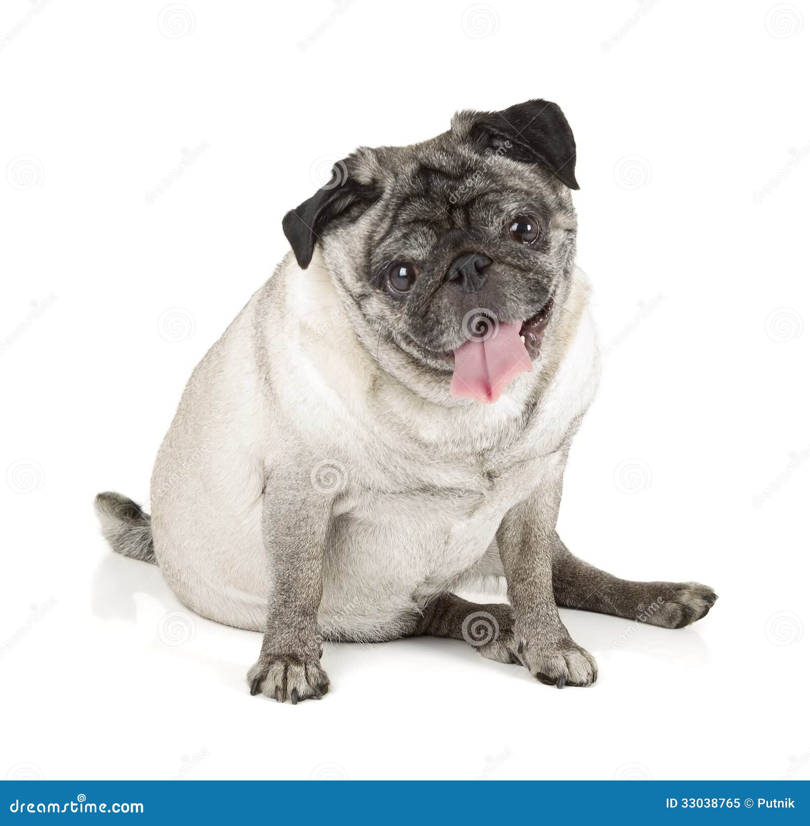 Pug dog stock image. Image of breed, grooming, gray, grey - 33038765