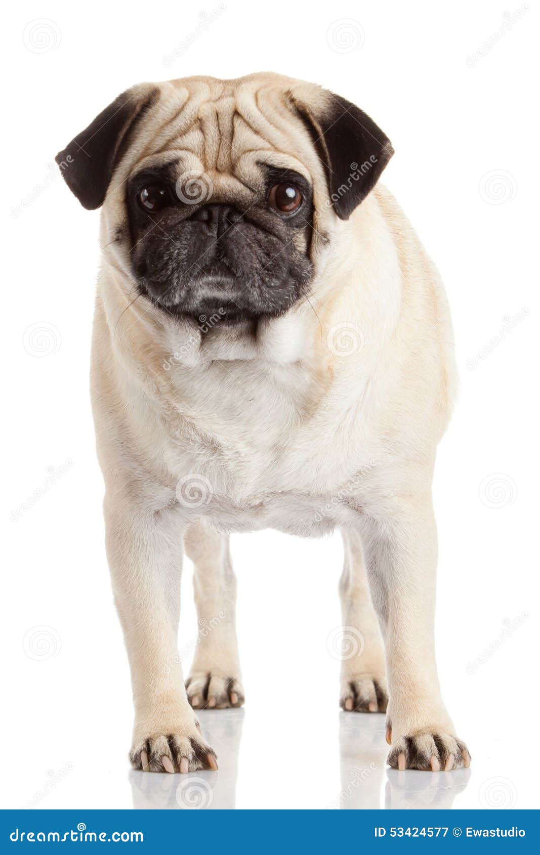 191 Dog Drooling White Background Stock Photos - Free & Royalty-Free ...