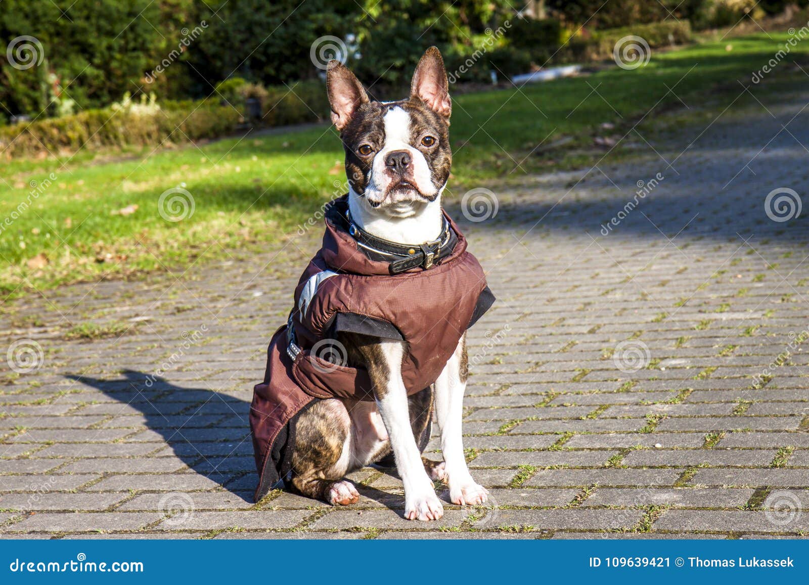 Pug Dog with Jacket on a Cold Winter Morning Stock Image - Image of ...