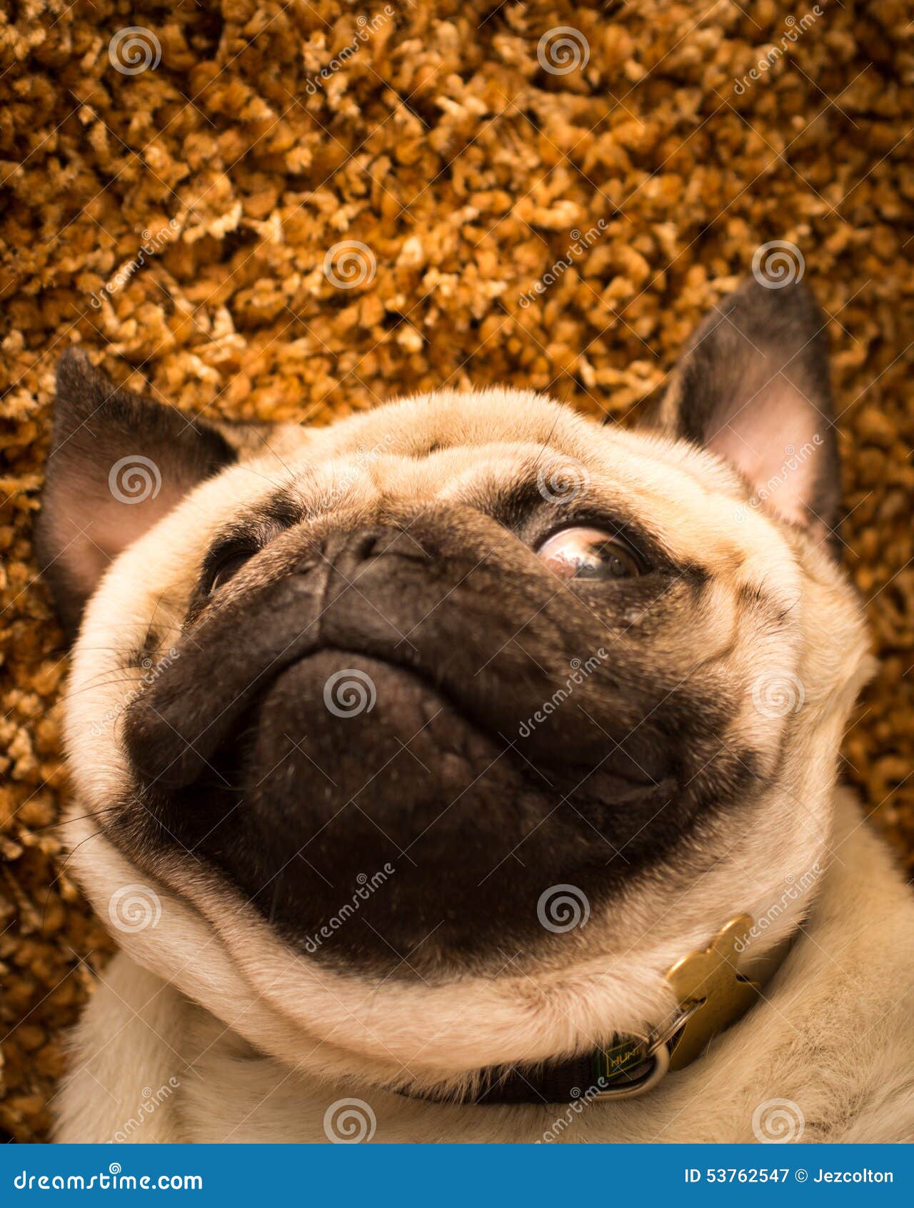 Pug stock image. Image of alone, canine, purebred, beige - 53762547