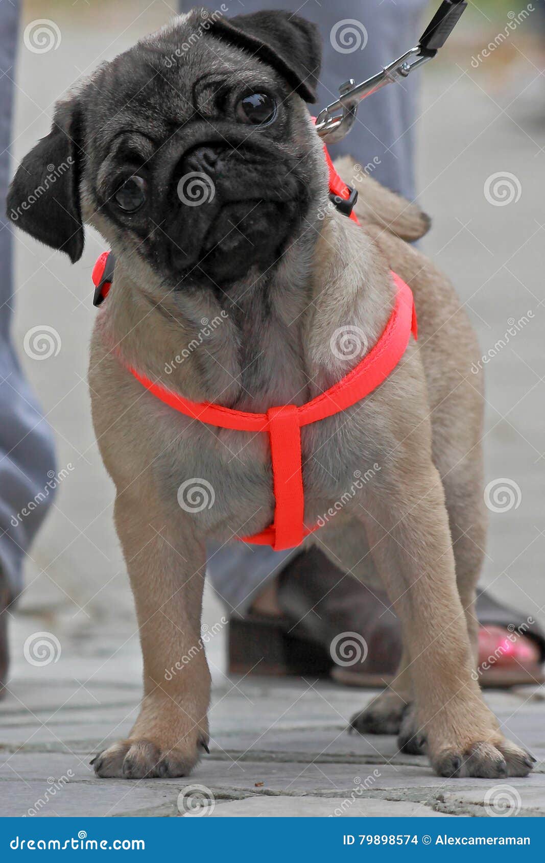 Pug dog on leash stock photo. Image of leash, hair, clove - 79898574