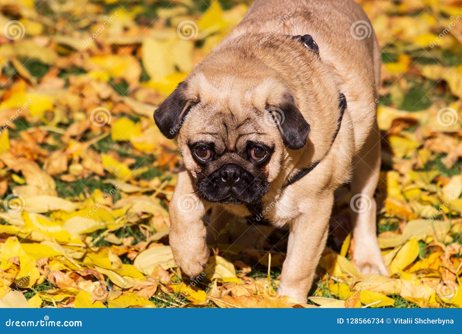 Pug Dog on the Leaves in Autumn Stock Photo - Image of happy, breed ...