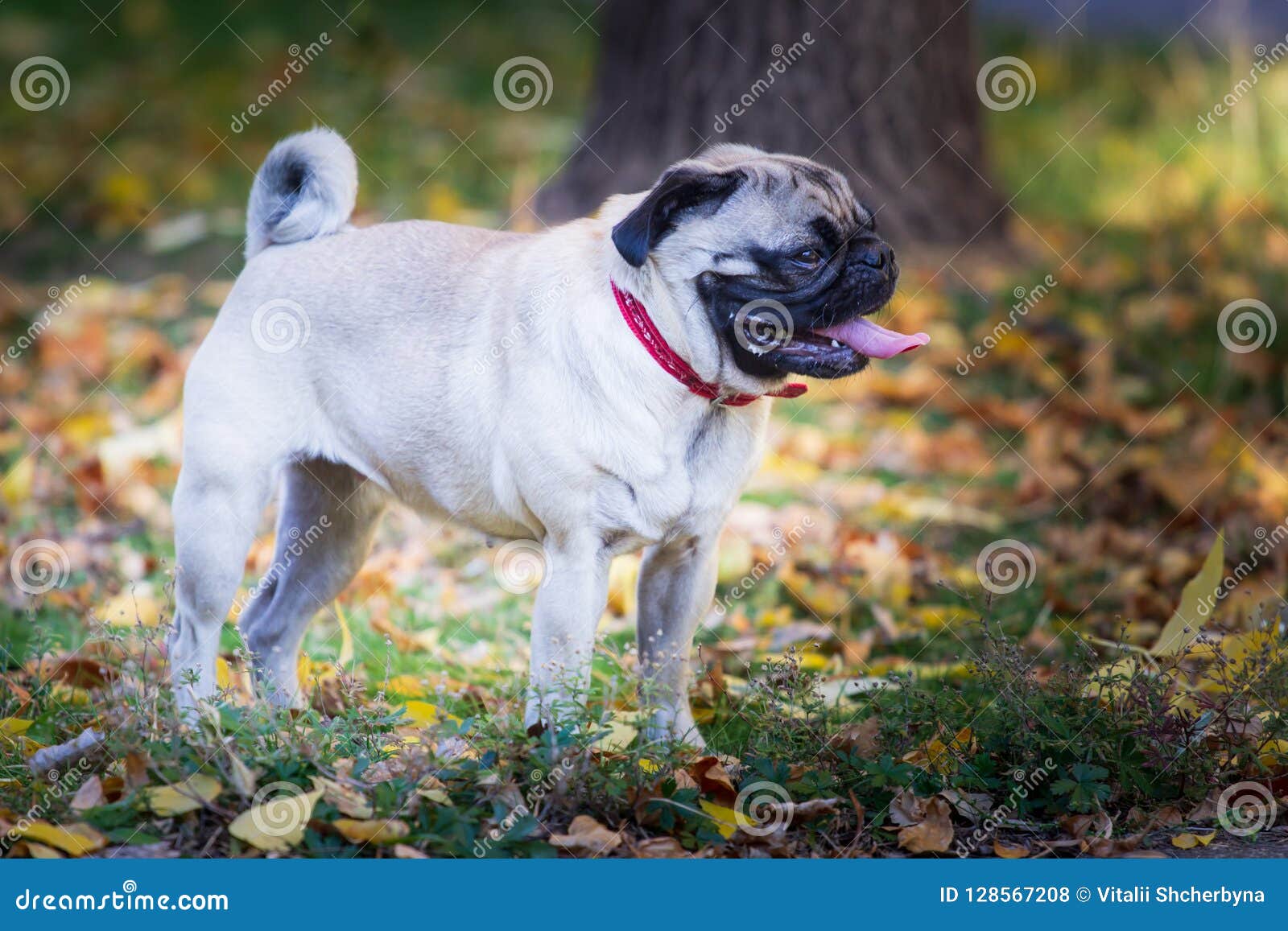Pug Dog on the Leaves in Autumn Stock Photo - Image of young, dogs ...