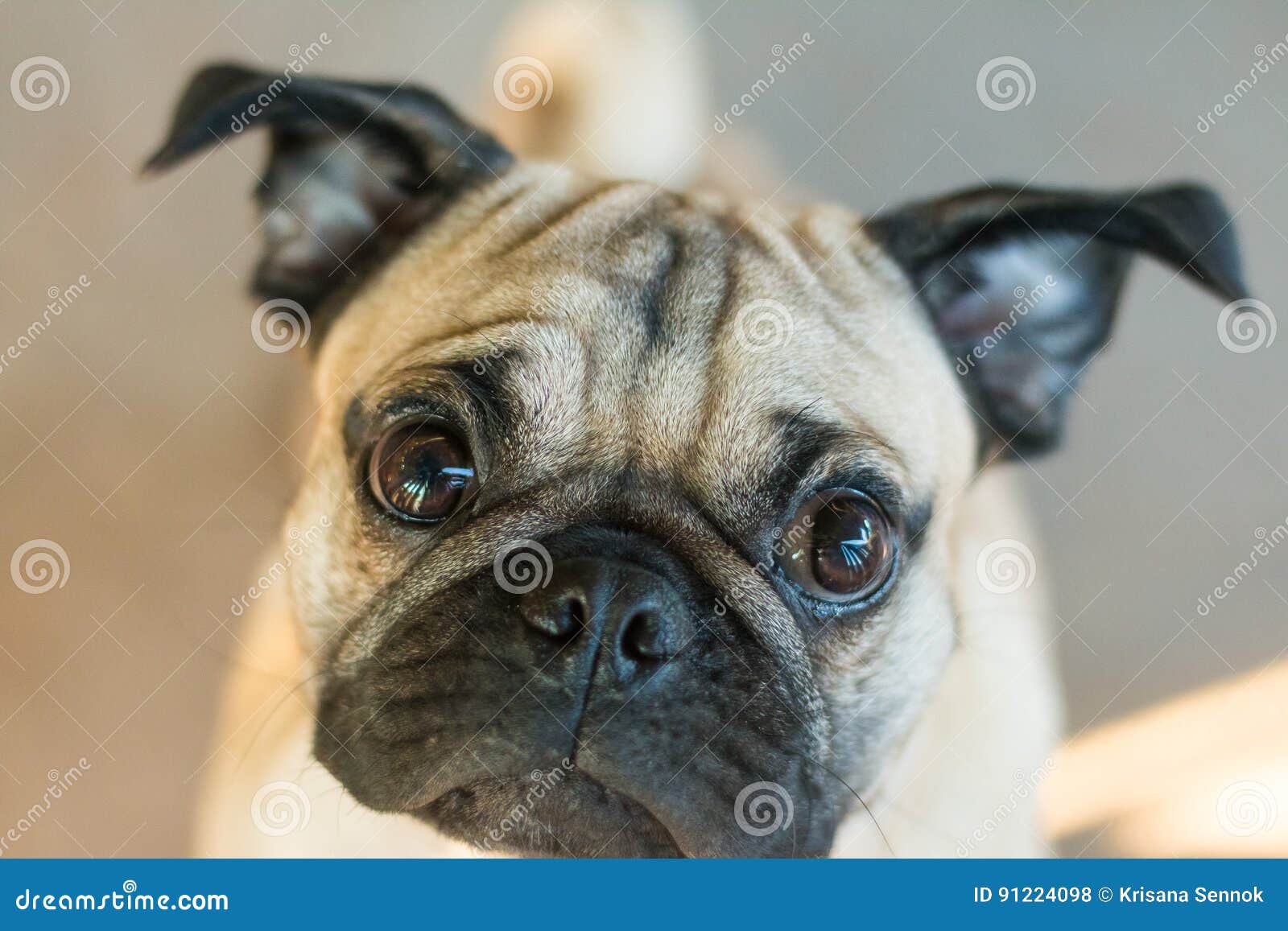 Pug Dog and lighting stock photo. Image of purebred, watercolor - 91224098