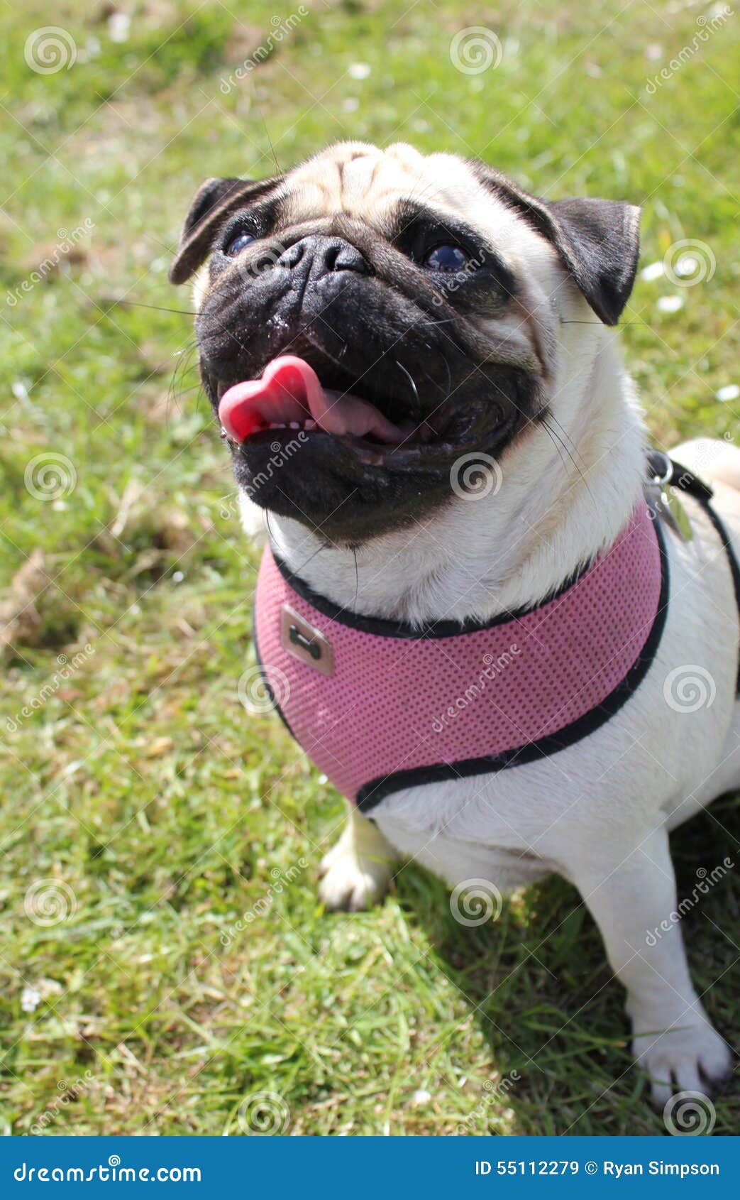 Pug dog looking uo stock image. Image of ears, adorable - 55112279