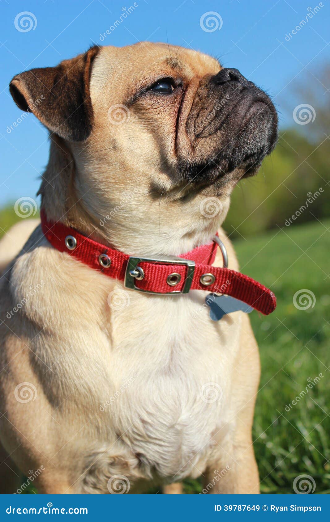Pug Dog Looking Up Head Shot Stock Image - Image of groomed, hair: 39787649