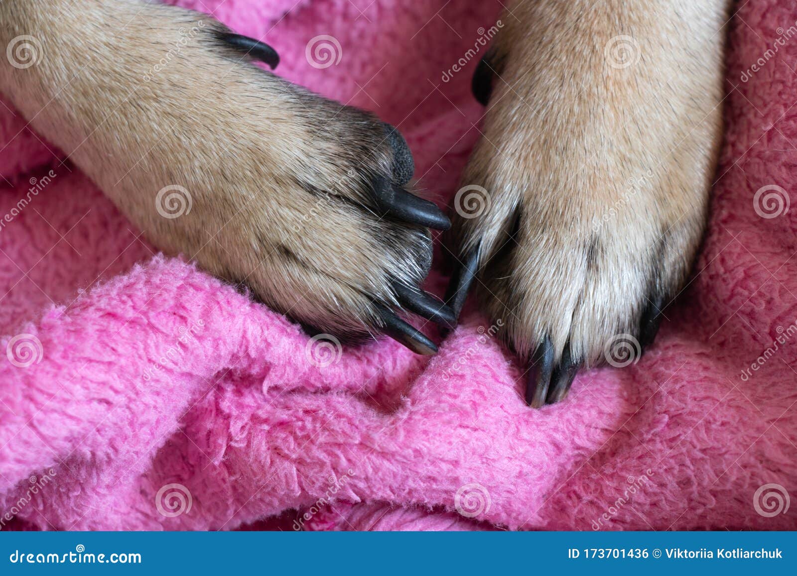 Fur Seal Claws Close Up Stock Photos - Free & Royalty-Free Stock Photos ...